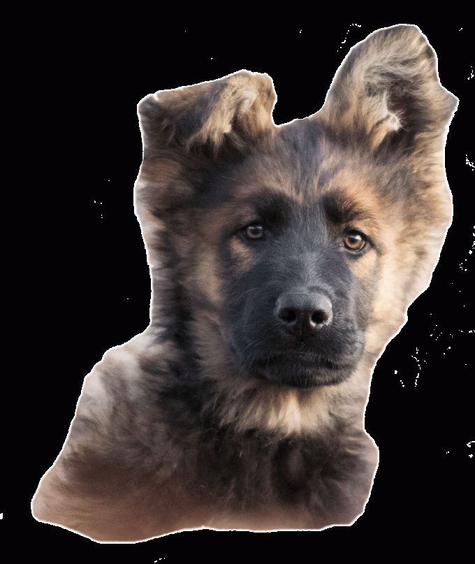 chiot – UCFAS – Union Cynophile Française Altdeutsche Schäferhunde