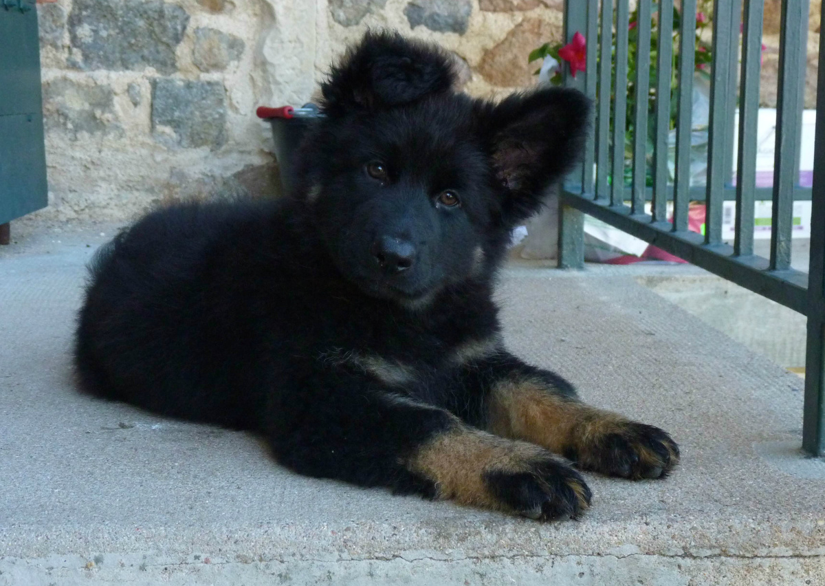 Chiots De Chien Noir Et Feu